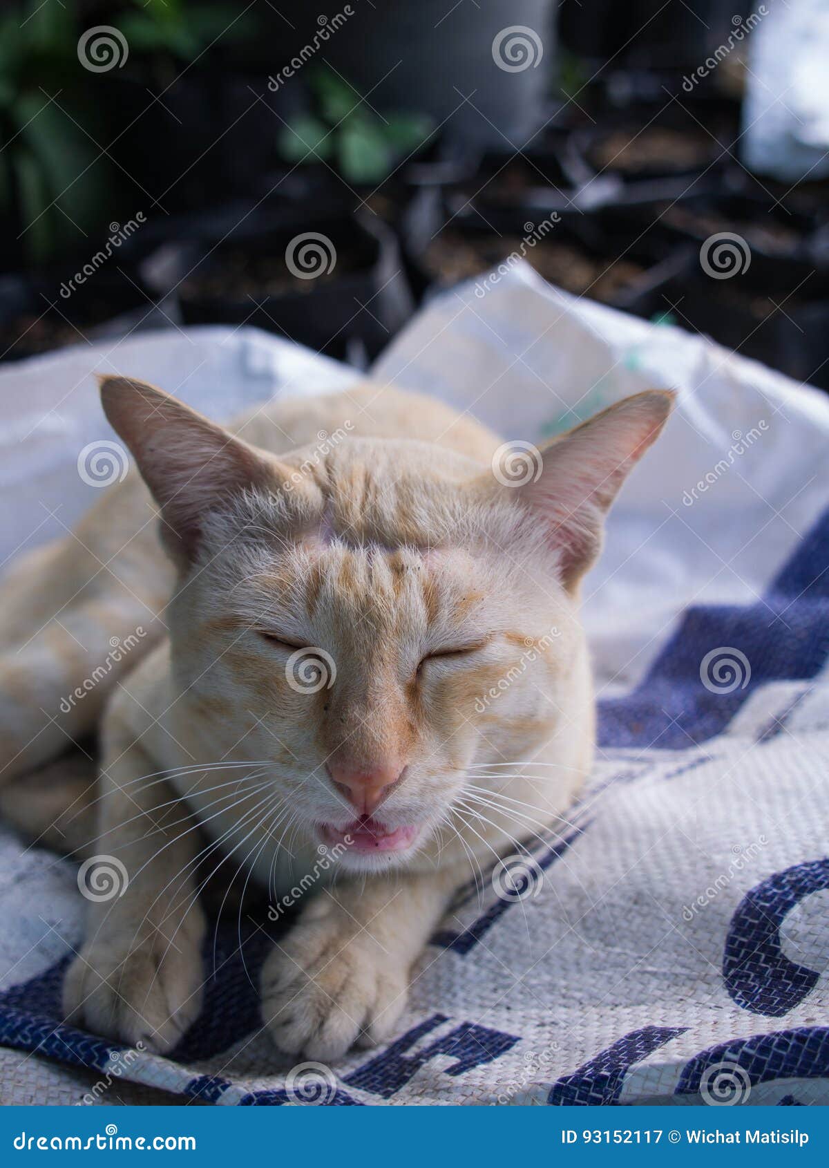 The Yellow Cat Sleepwalking Stock Image - Image of feline, misbehave ...