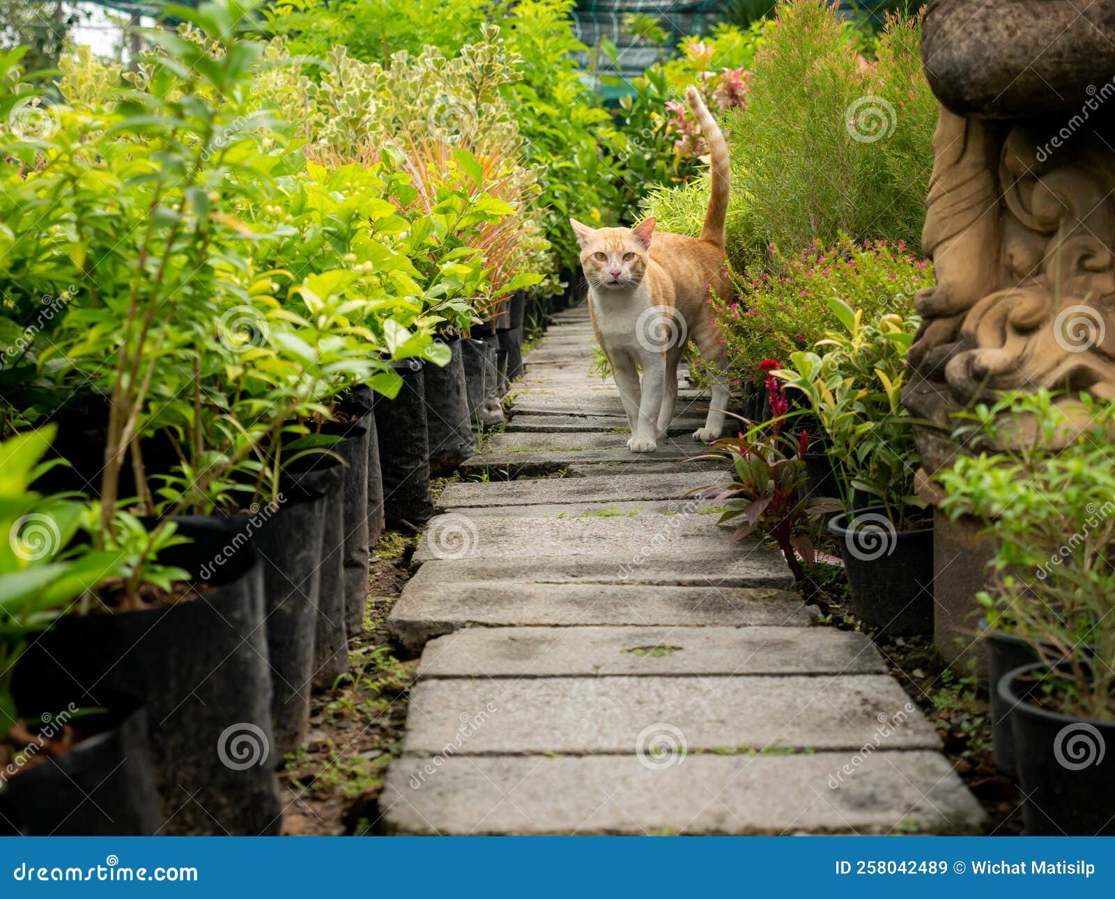Yellow Cat Standing on the Pathway Stock Image - Image of path, high ...