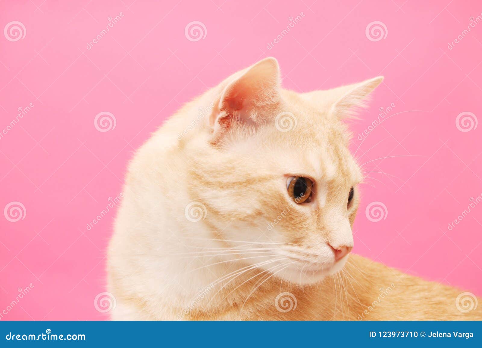 Yellow cat stock photo. Image of beauty, feline, jump - 123973710