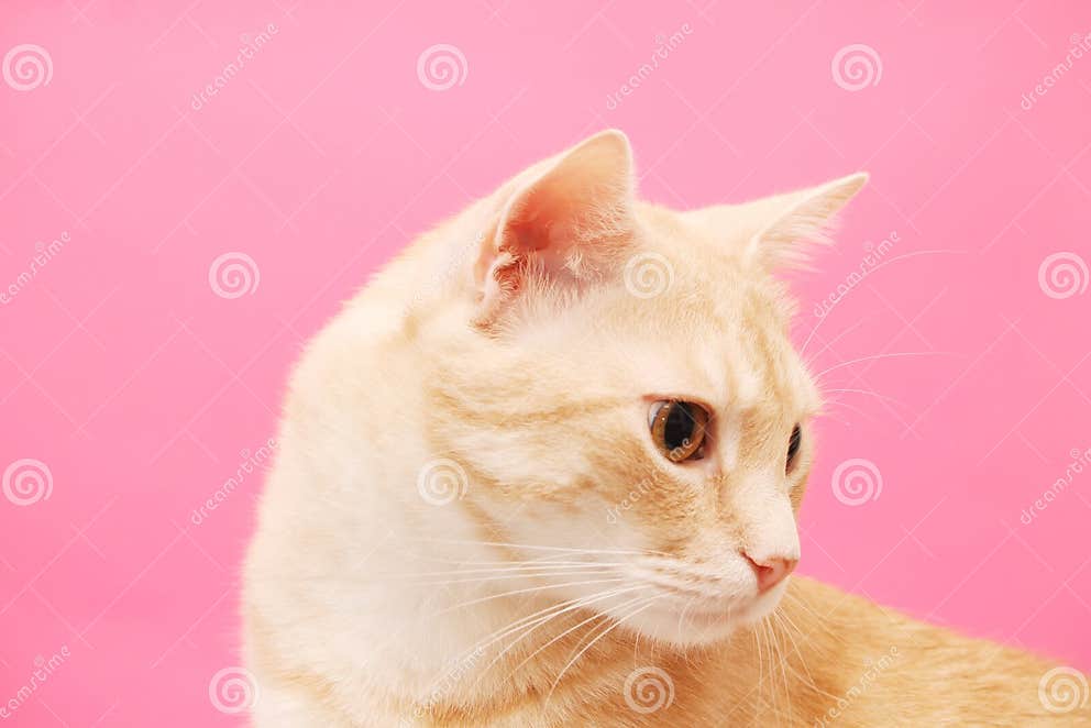 Yellow cat stock photo. Image of beauty, feline, jump - 123973710
