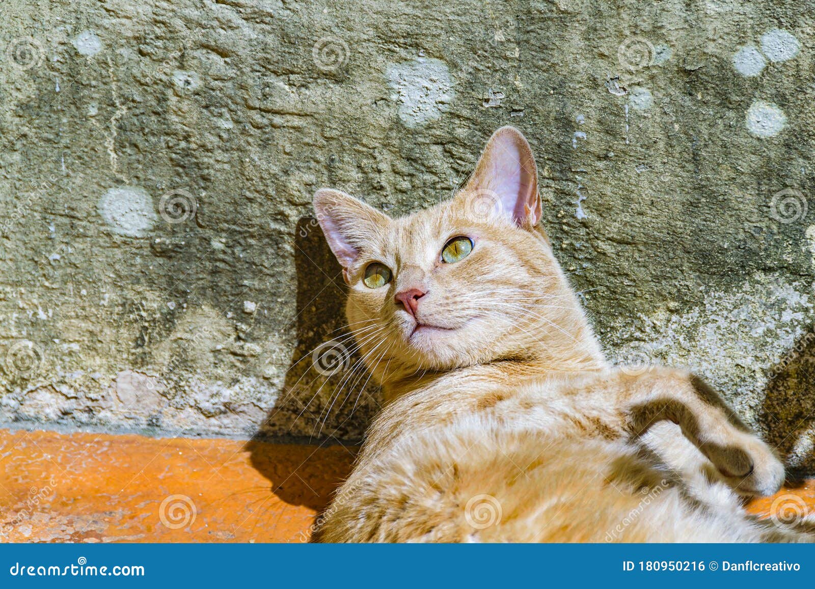 Yellow Cat Sunbathing at Yard Stock Photo - Image of watching, head ...