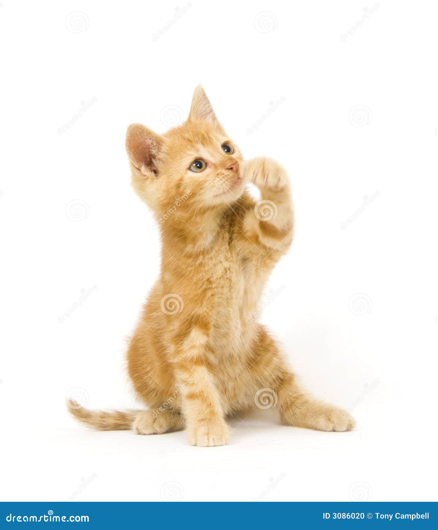 Yellow cat swinging at toy stock photo. Image of feline - 3086020