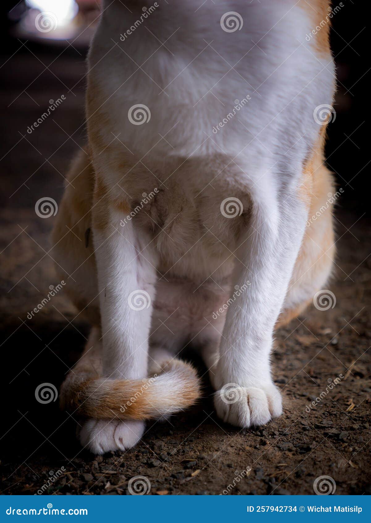 Yellow Cat with a Tail Around Its Leg Stock Photo - Image of brown ...