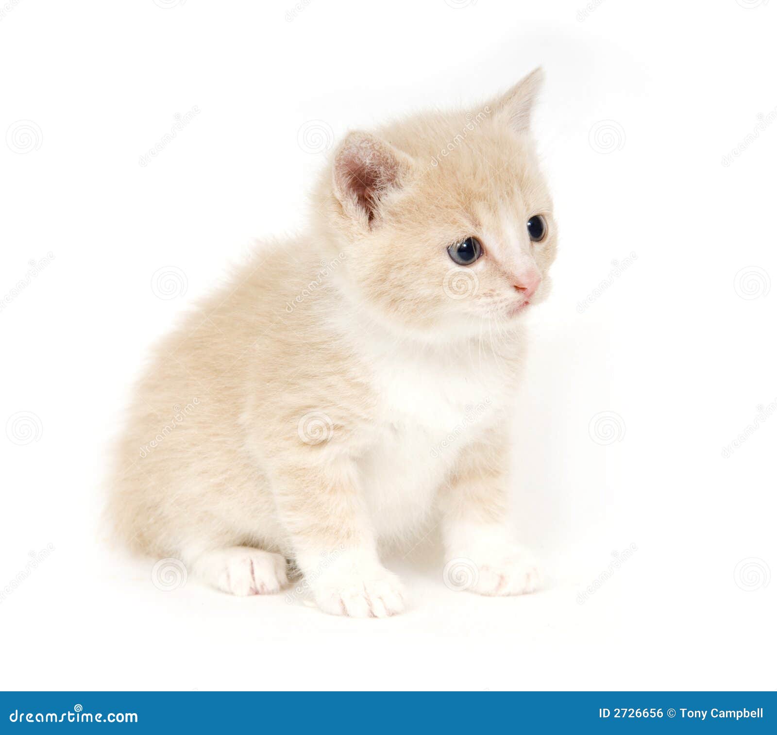 Yellow Cat on White Background Stock Photo - Image of yellow, cuddly ...
