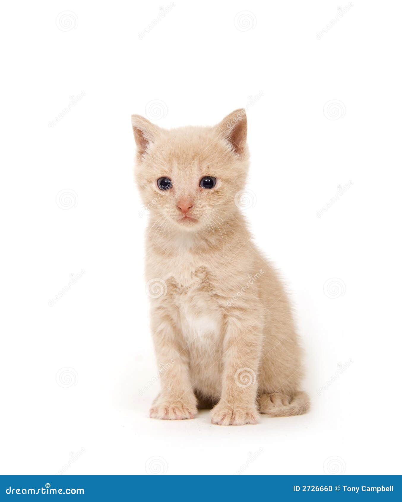 Yellow Cat On White Background Stock Photo - Image of kitty, feline ...