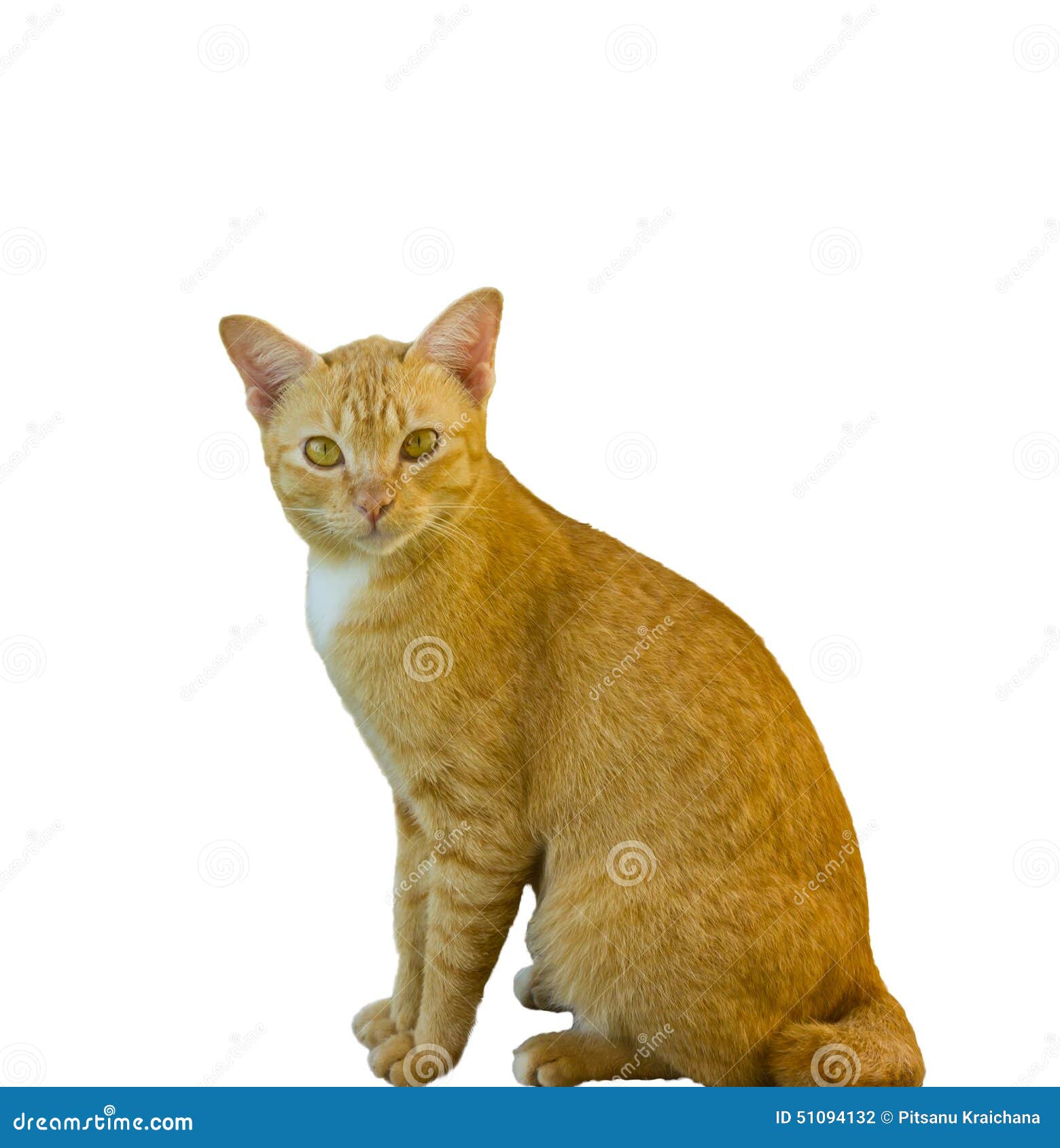 Yellow Cat On White Background Stock Photo - Image of domestic, feline ...