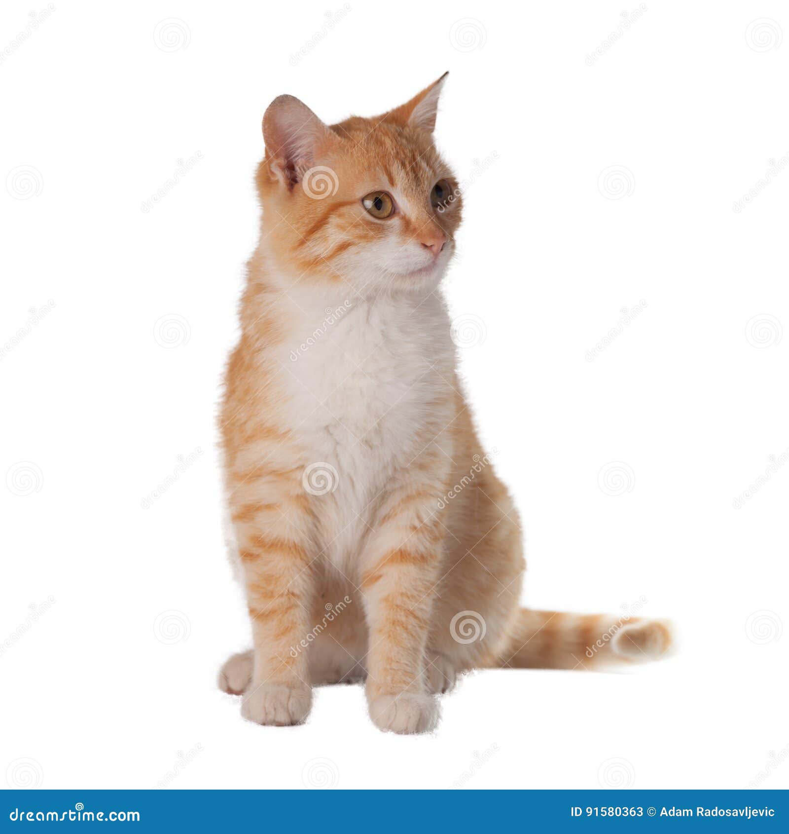 Yellow Cat on White Background Stock Image - Image of furry, animal ...