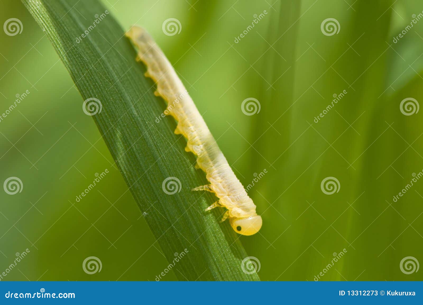 Yellow caterpillar stock image. Image of back, larva - 13312273
