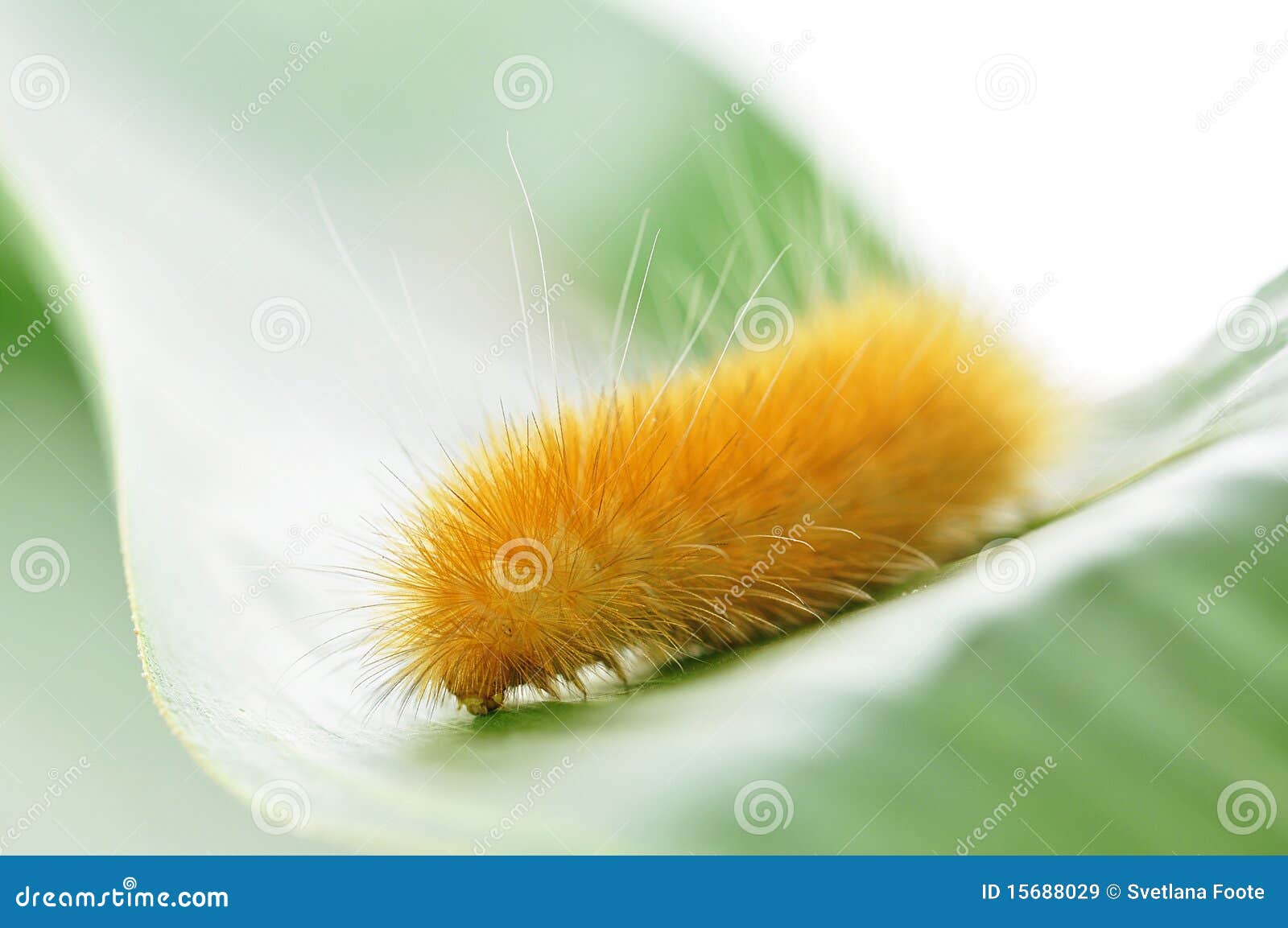 Yellow caterpillar stock image. Image of detail, caterpillar - 15688029