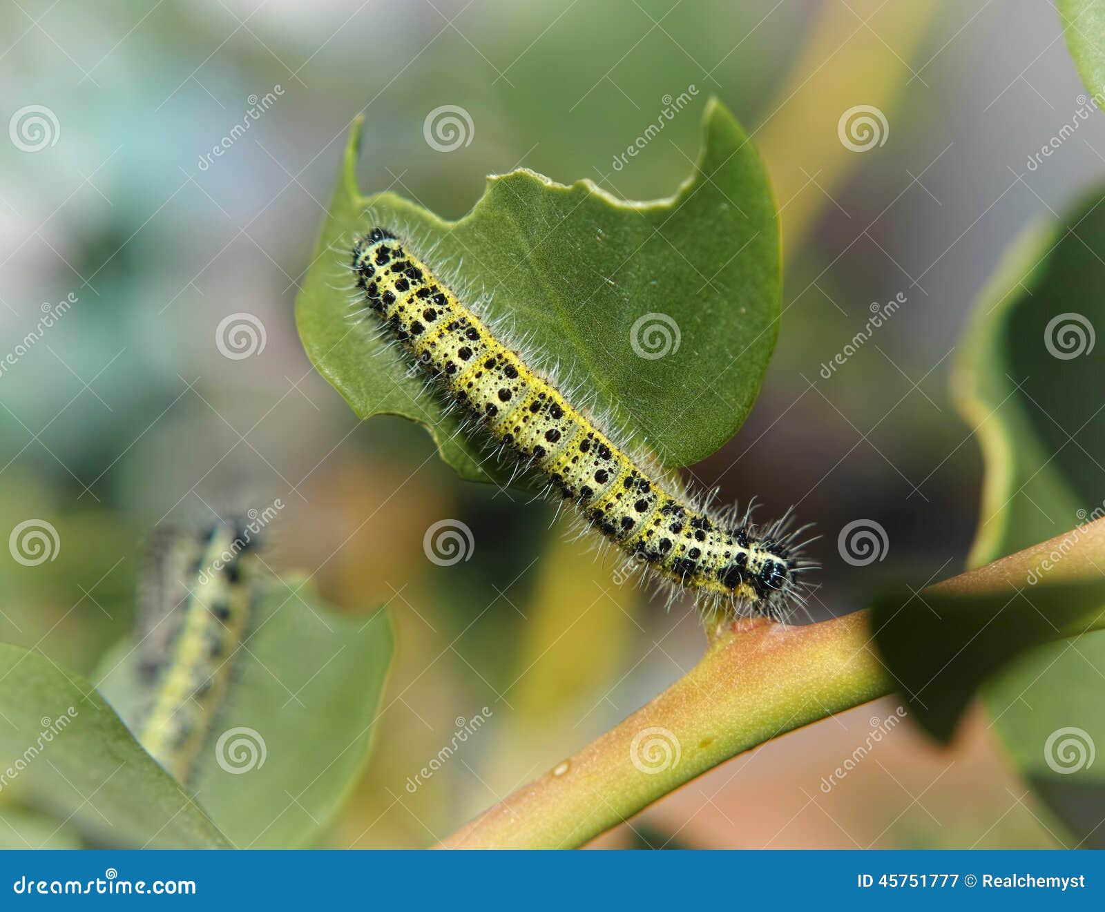 Yellow caterpillar stock image. Image of dots, insect - 45751777