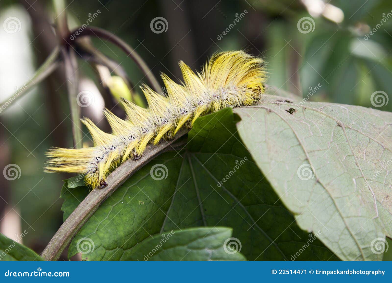 Yellow Caterpillar On Green Leaf Royalty-Free Stock Photo ...