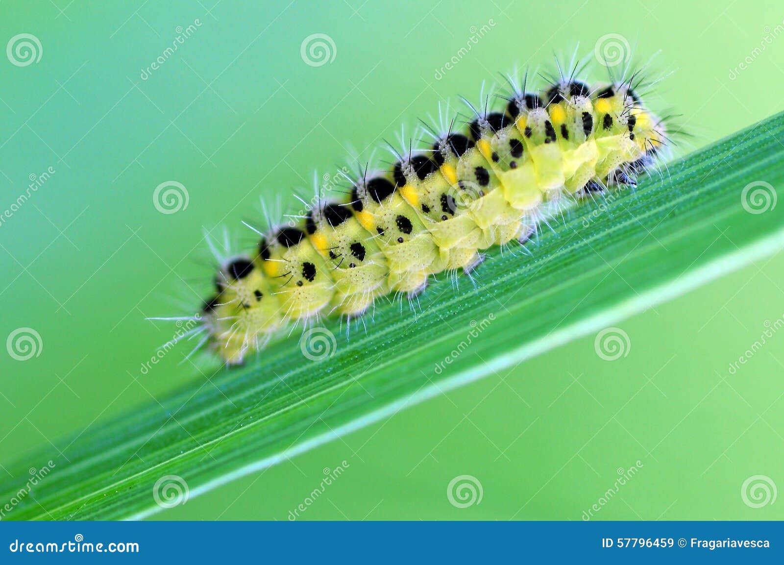 Yellow caterpillar macro stock image. Image of macro - 57796459