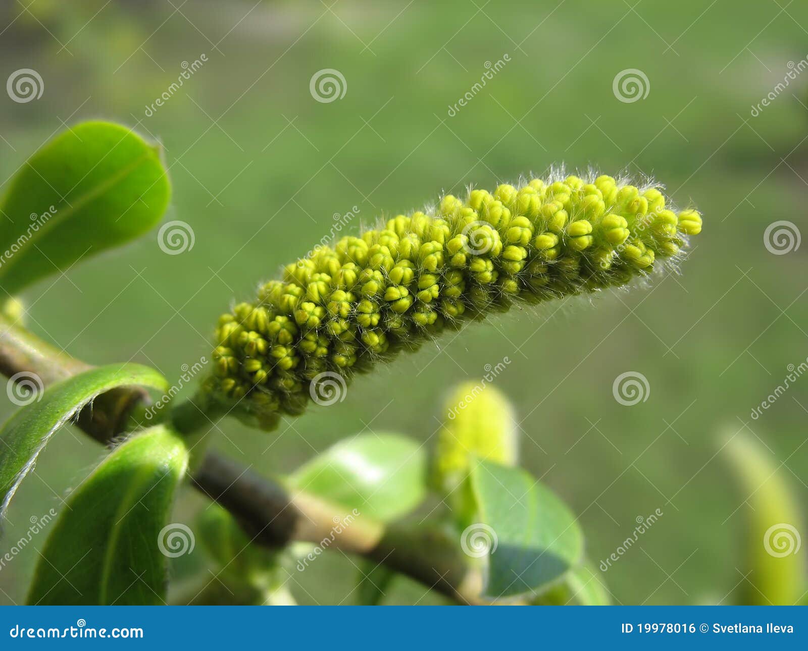 Yellow Catkin of Willow. Macro Stock Photo - Image of plant, catkins ...