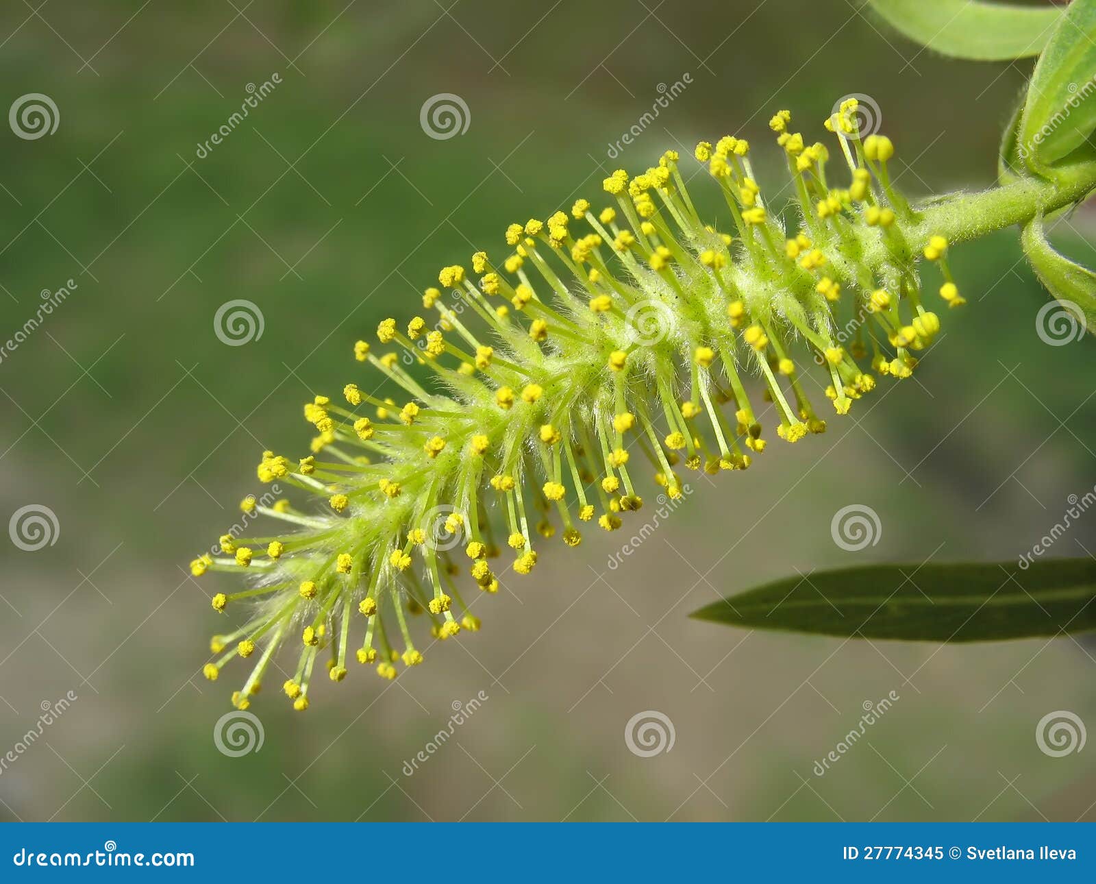 Yellow Catkin of Willow. Macro Stock Image - Image of catkins, fluffy ...