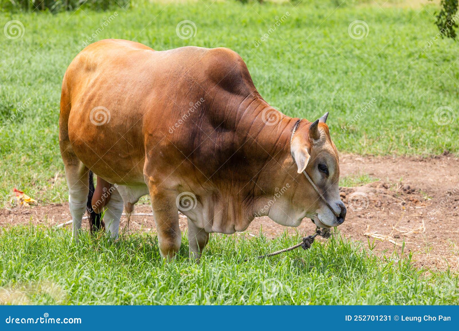 Yellow cattle in farm stock image. Image of grazing - 252701231