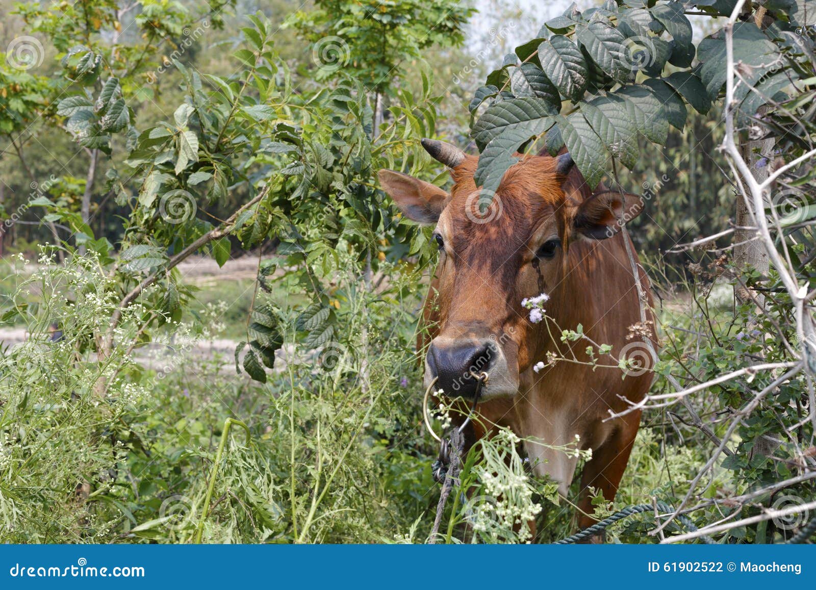 Yellow cattle in the woods stock photo. Image of livestock - 61902522