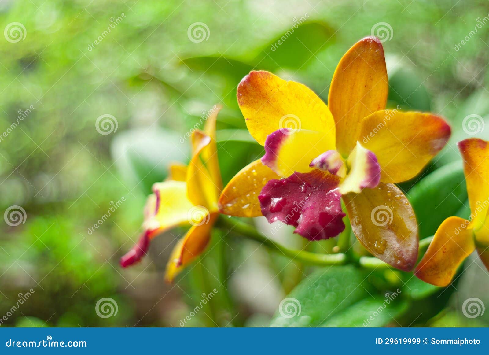 Yellow cattleya orchid stock image. Image of growing - 29619999
