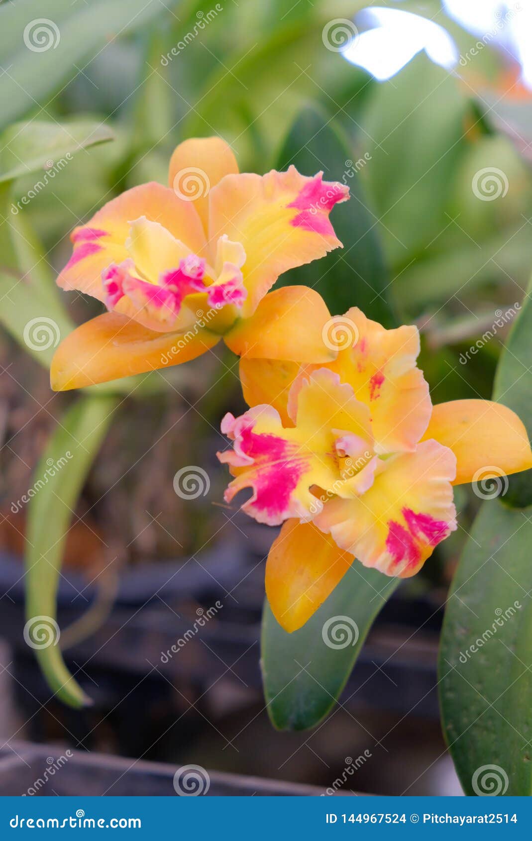 Yellow Cattleya Orchid stock photo. Image of orchid - 144967524