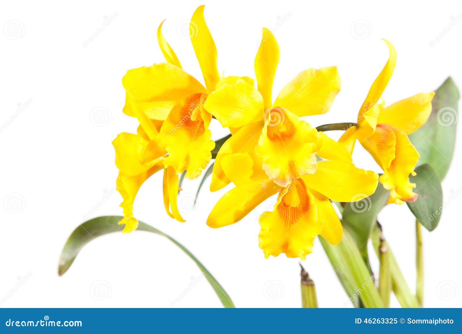 Yellow cattleya orchid stock image. Image of genetic - 46263325