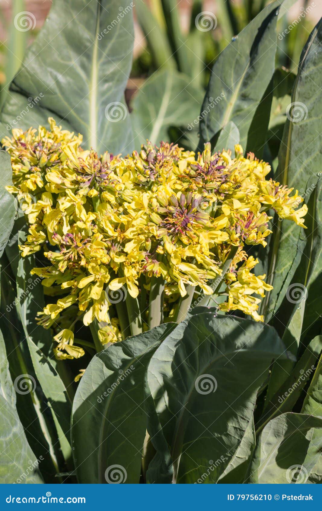 Yellow Cauliflower Flowers in Bloom Stock Photo - Image of closeup ...