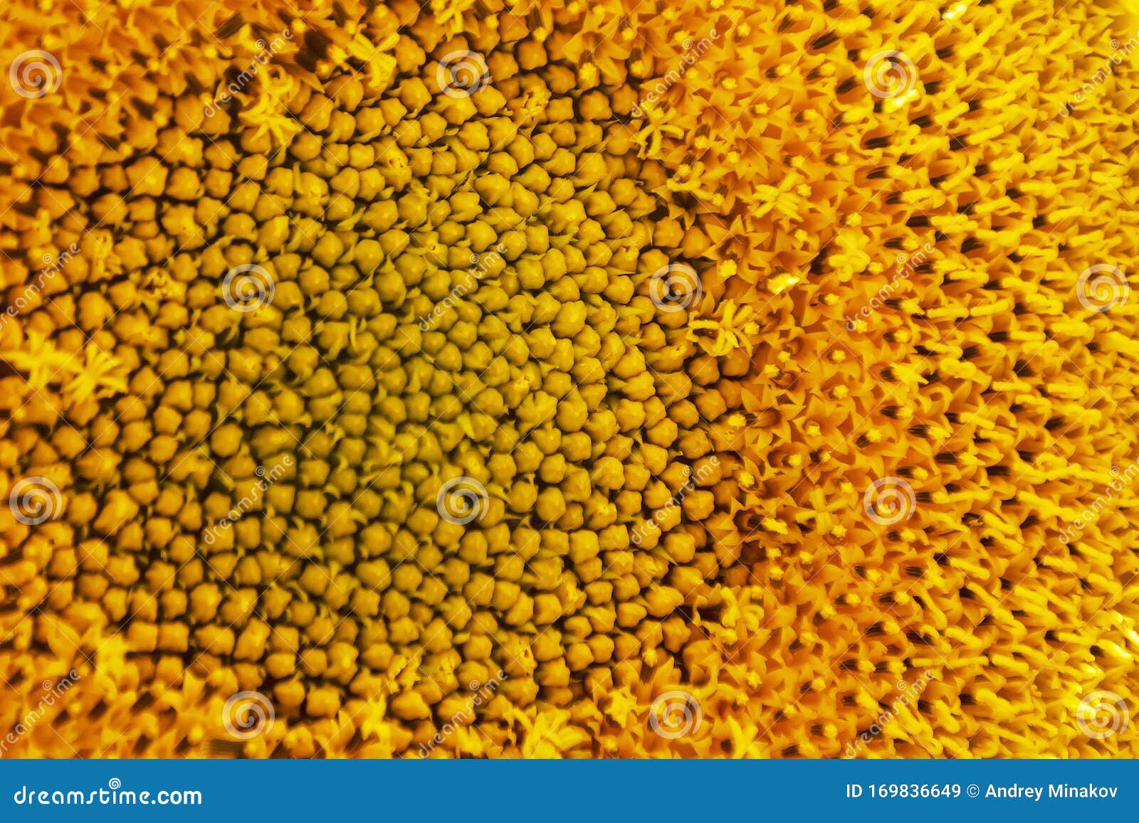 Yellow Center Sunflower Macro Closeup Texture Stock Image - Image of ...
