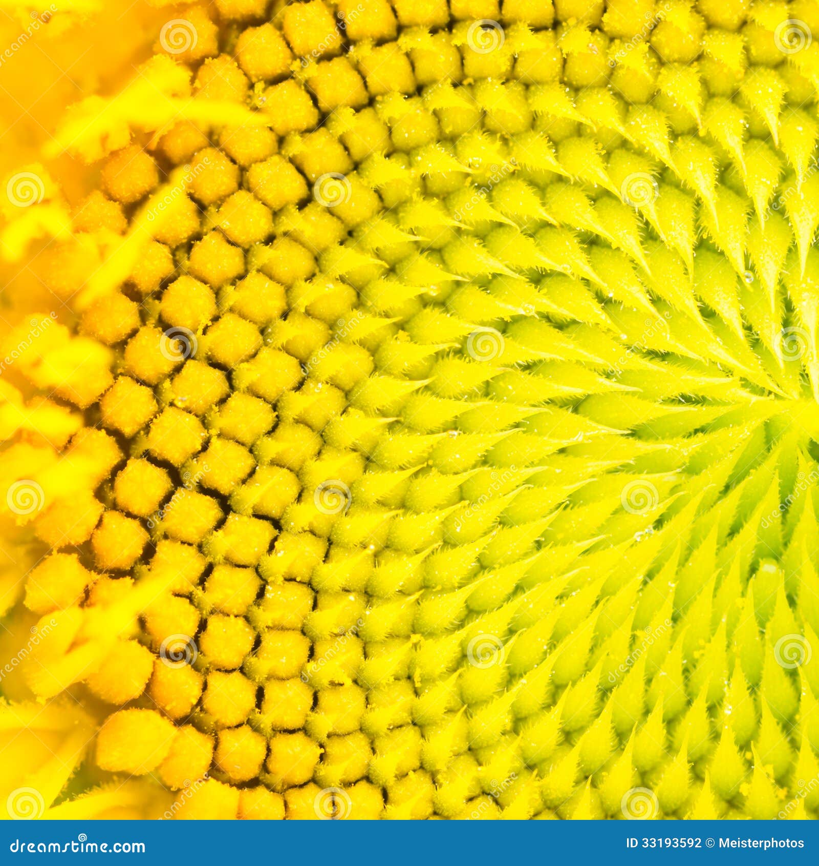 Yellow center of sunflower stock photo. Image of flower - 33193592 Yellow center of sunflower stock photo. Image of flower - 33193592
