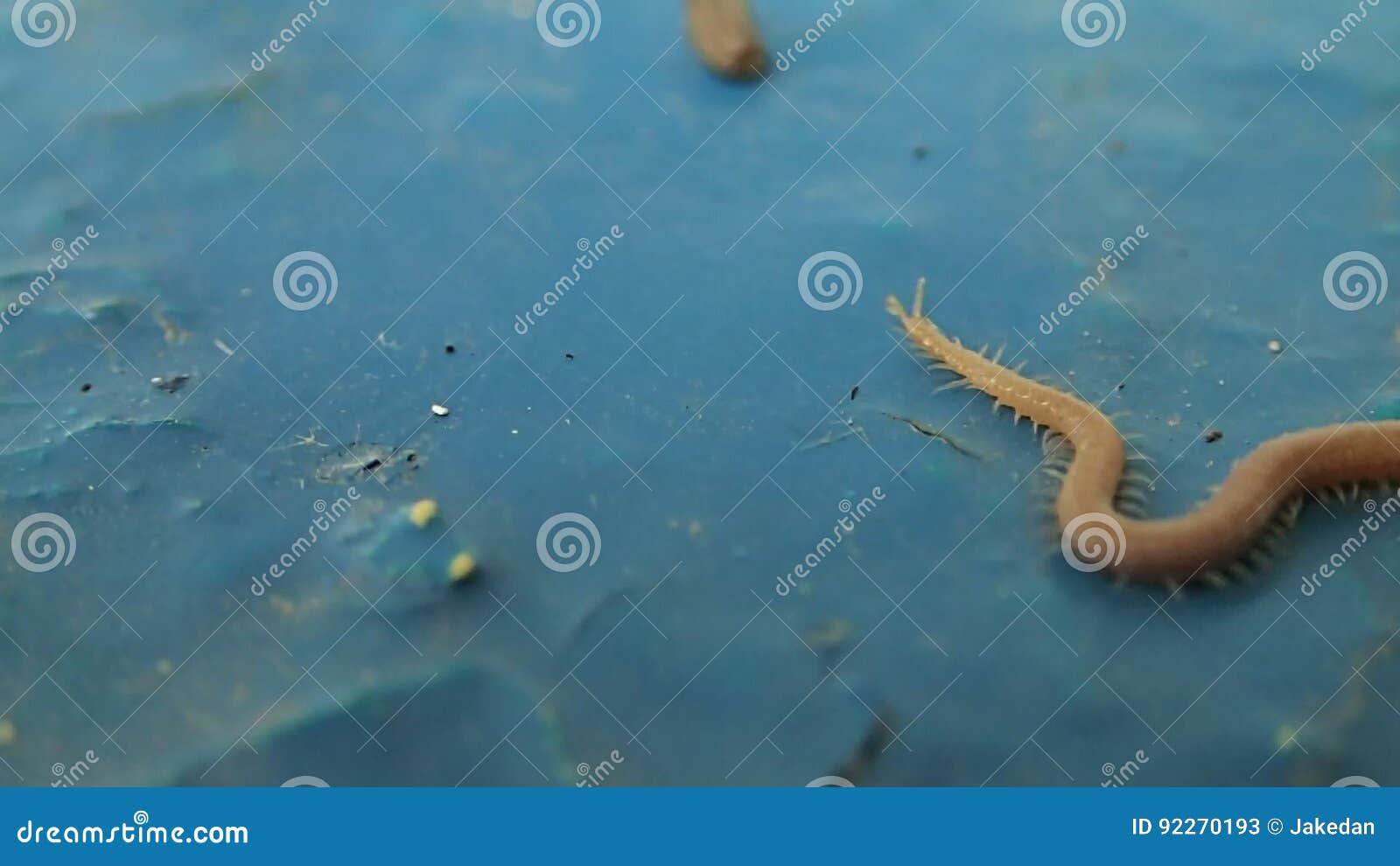 Yellow Centipede Moving Fast Stock Video - Video of wild, fauna: 92270193