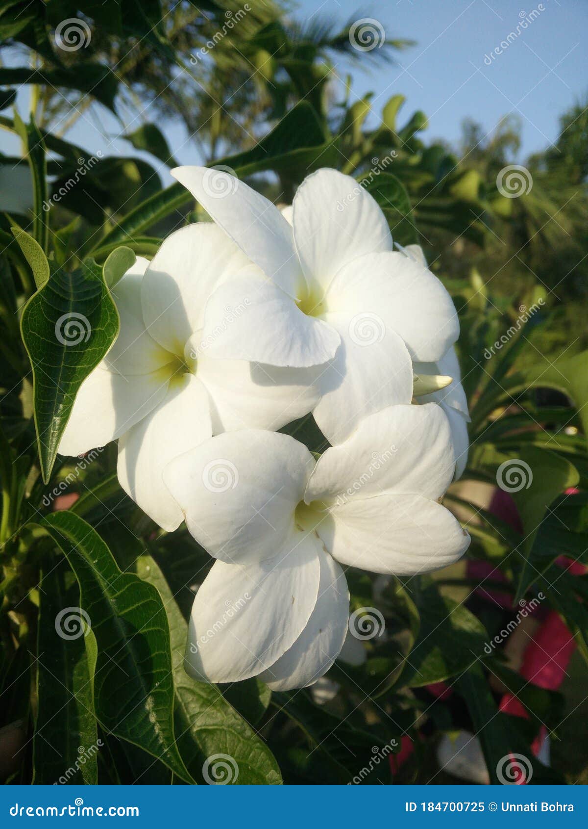 The Yellow Centred White Flowers. Stock Image - Image of centred, white ...