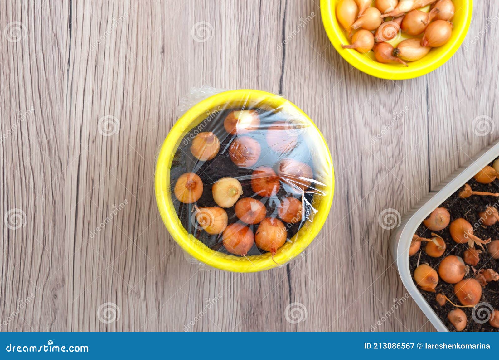 Yellow Ceramic Pot with Planted Onions Under a Clear Plastic Wrap Stock ...