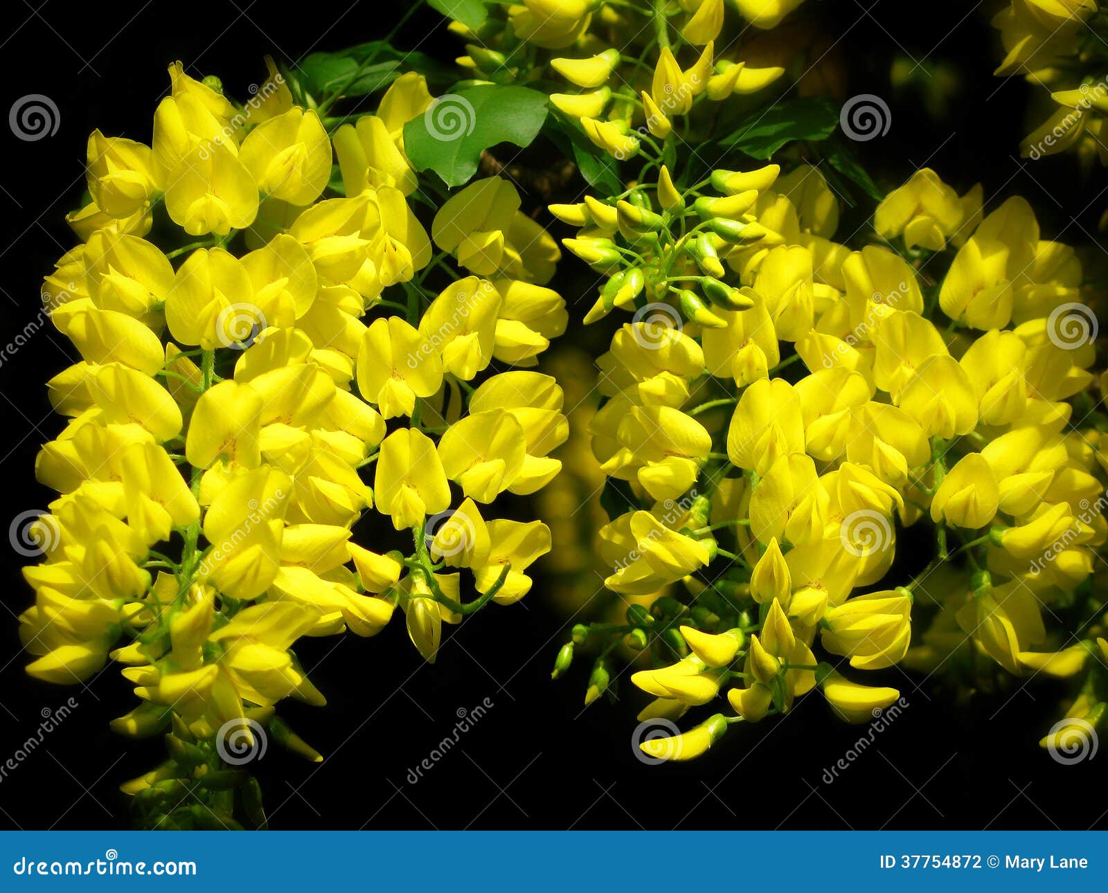 Yellow Chain Block The Stairs Stock Photography | CartoonDealer.com ...