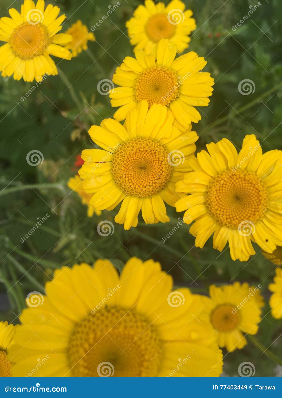 Yellow chamomile stock image. Image of beauty, flower - 77403449