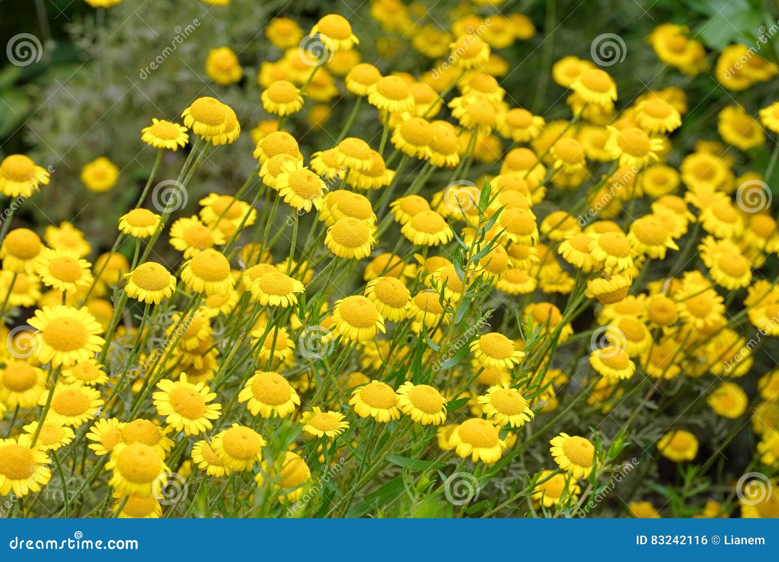 Yellow Chamomile, a Wildflower Stock Photo - Image of golden, anthemis ...
