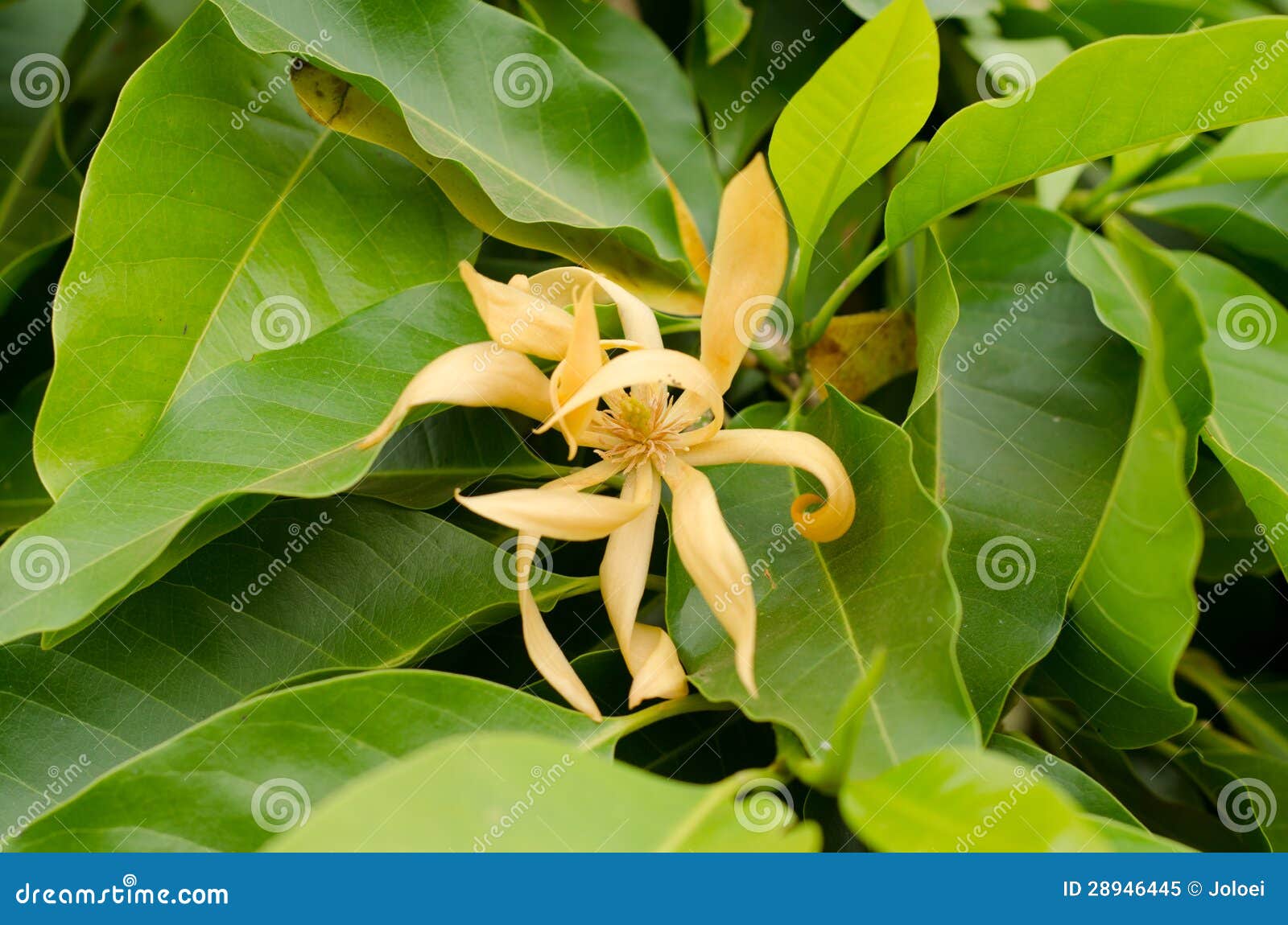 Yellow Champaka stock image. Image of flora, floral, fragrance - 28946445