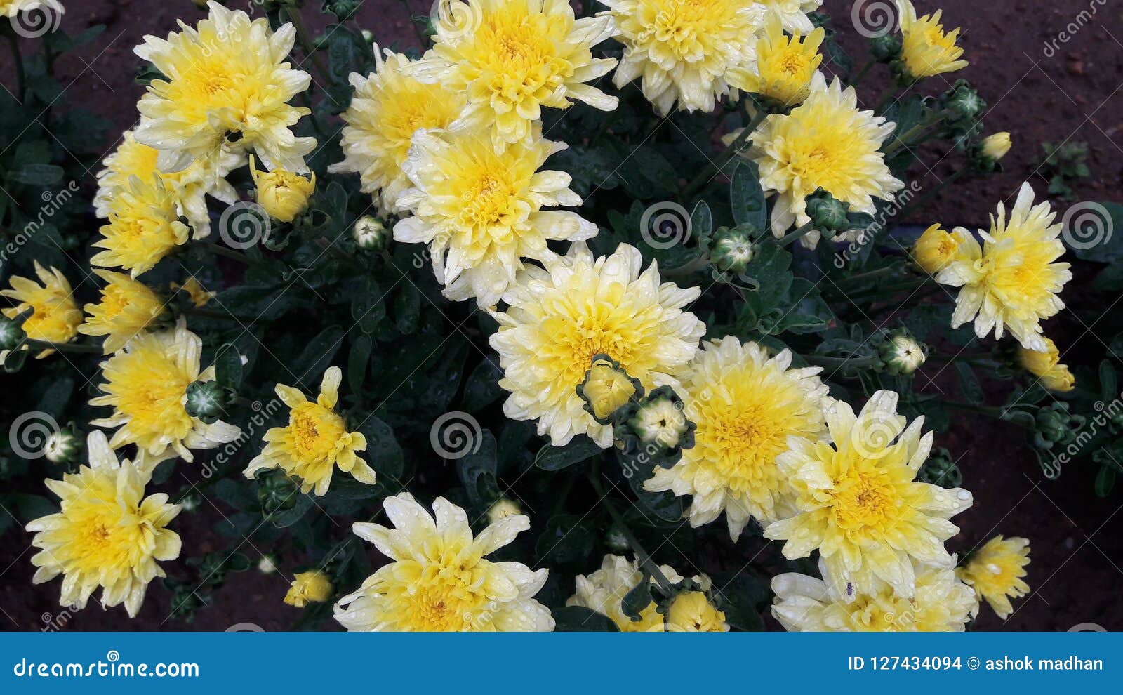 Yellow chandini stock photo. Image of flower, cute, yellow - 127434094