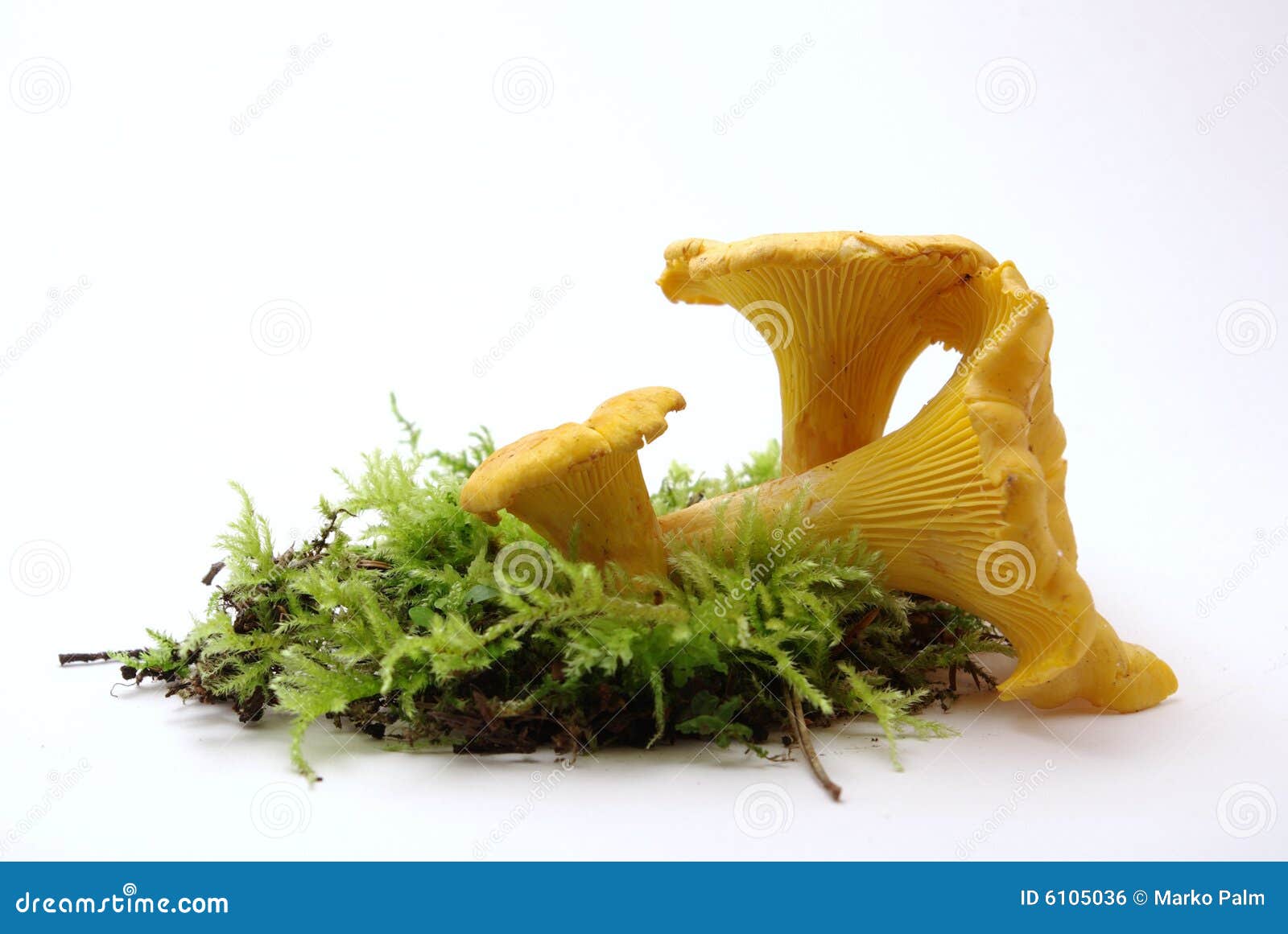 Yellow Chantarelle Mushrooms Stock Photo - Image of cibarius, isolated ...