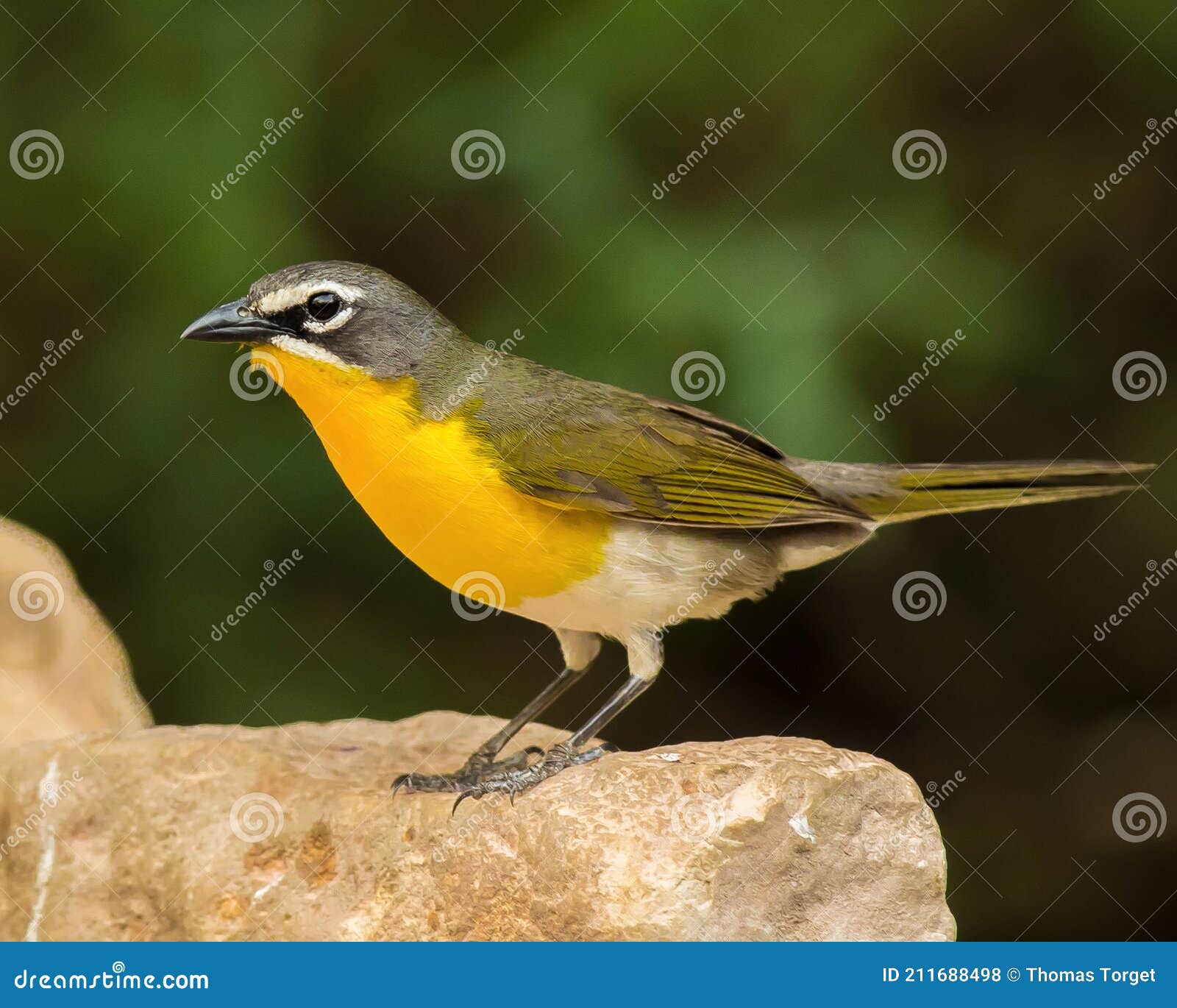 Yellow Chat Poses on Rock for Portrait Stock Photo - Image of birdbath ...