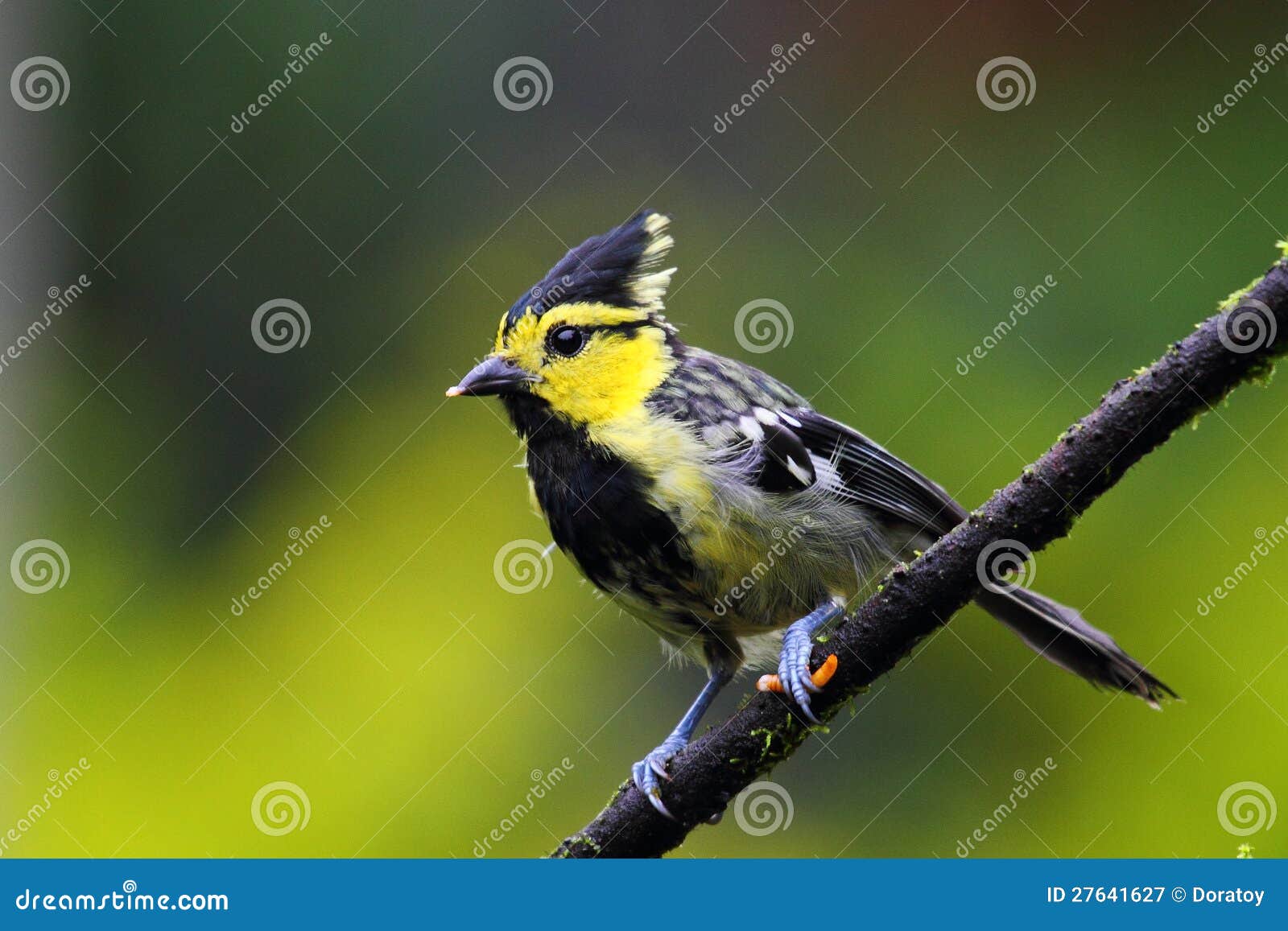Yellow Cheekd Stock Photos - Free & Royalty-Free Stock Photos from ...