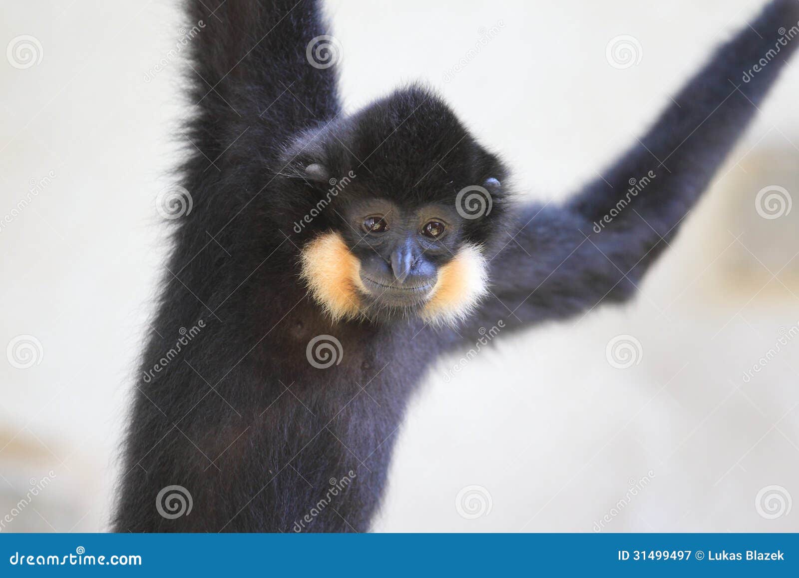 Yellow-cheeked (Machlolophus Spilonotus) Tit Sitting On A Branch ...