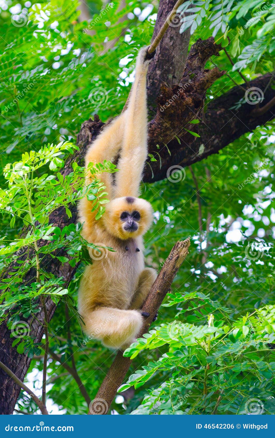 Yellow Cheeked Gibbon on Tree Stock Photo - Image of outdoors, hang ...
