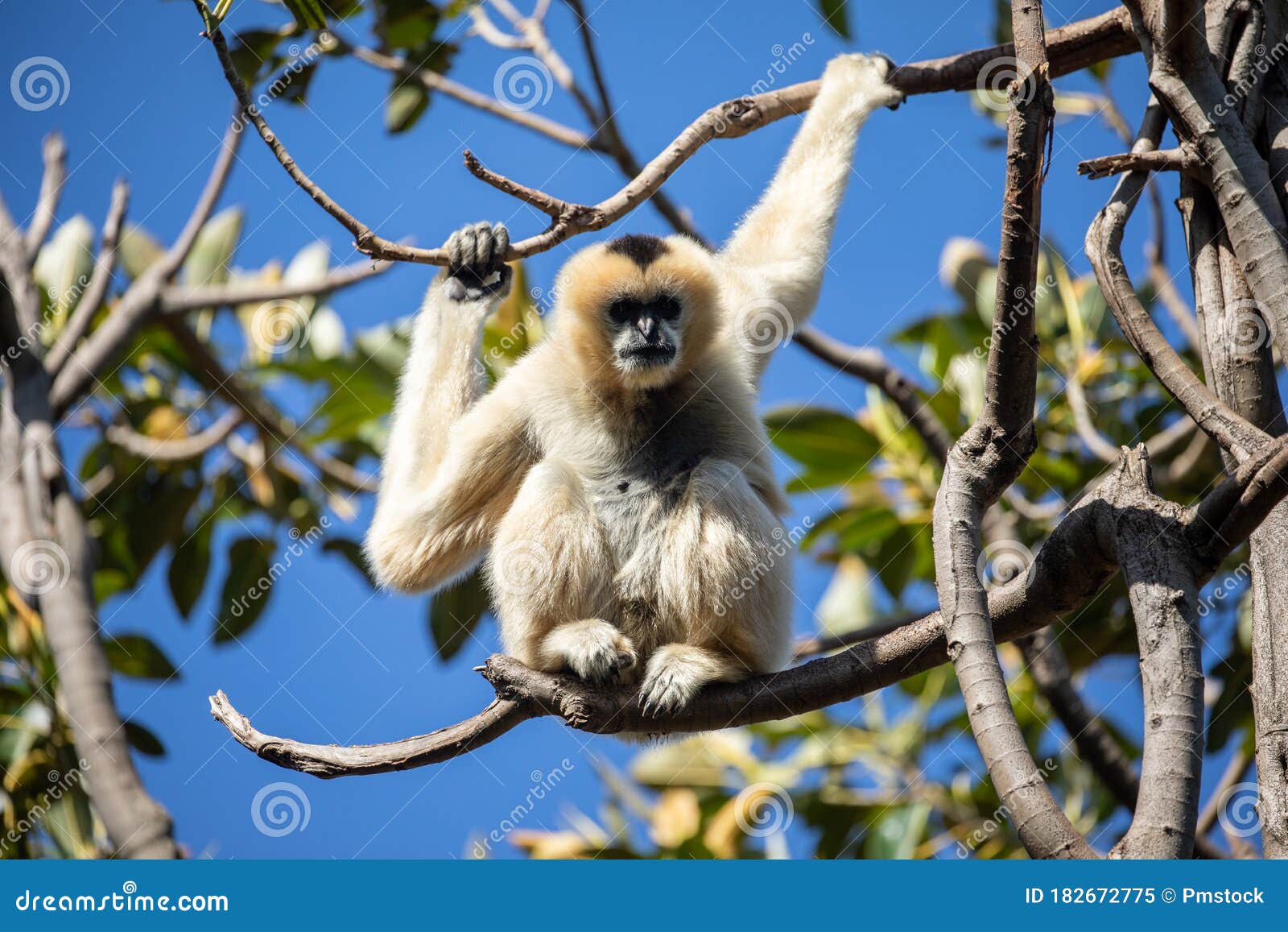 Yellow Cheeked Gibbon in a Tree Top Stock Image - Image of female ...