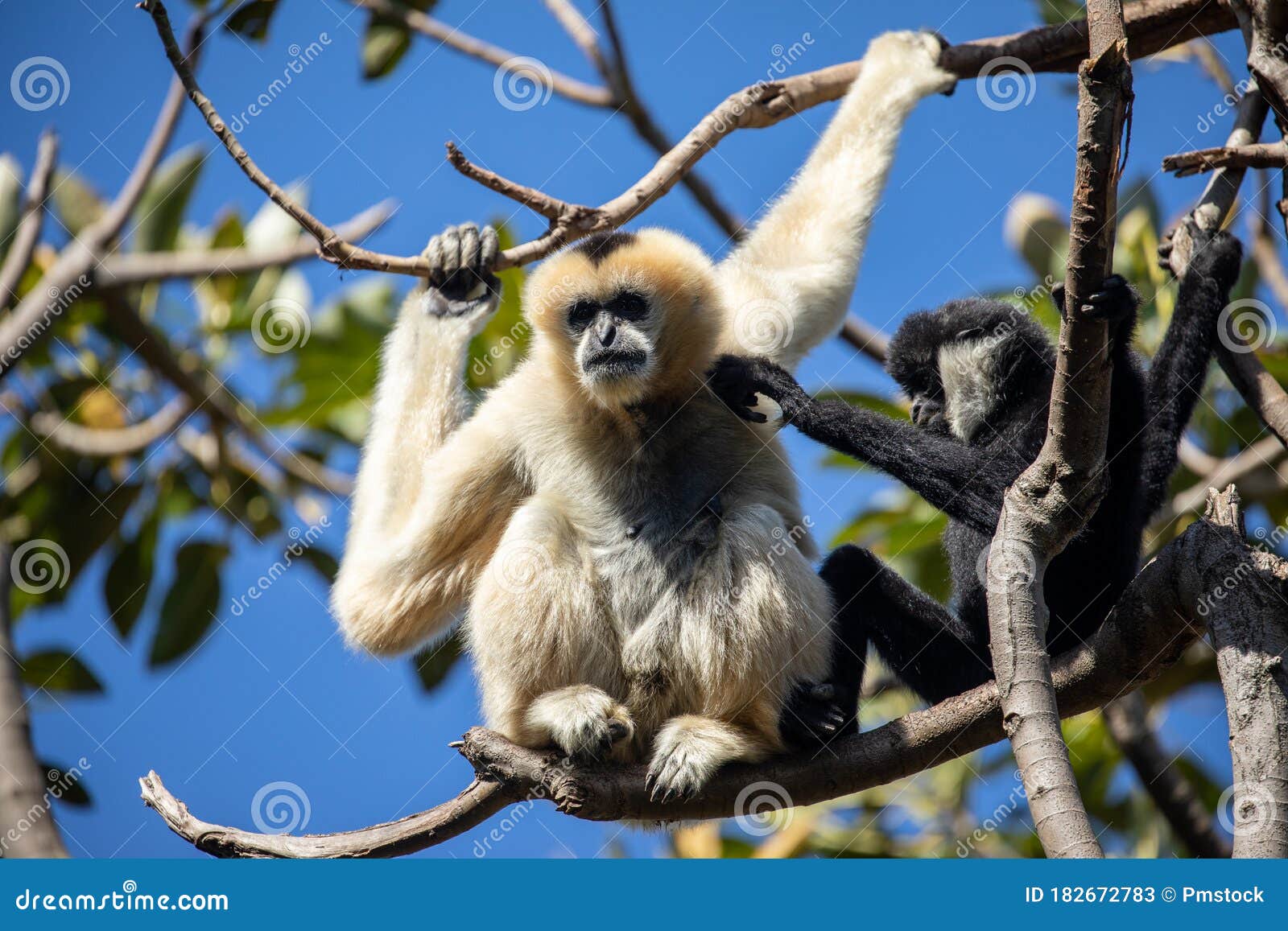 Female Yellow Cheeked and White Cheeked Gibbons in a Tree Top Stock ...