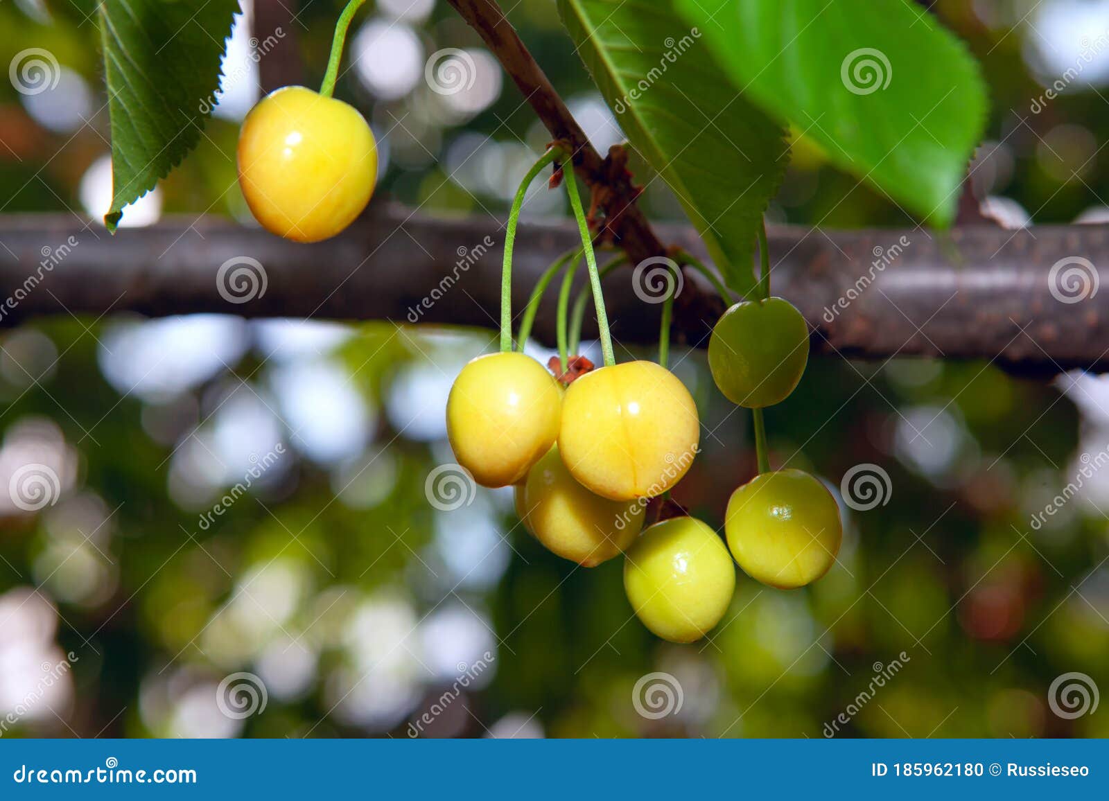 Yellow cherries stock photo. Image of fruits, food, ripe - 185962180