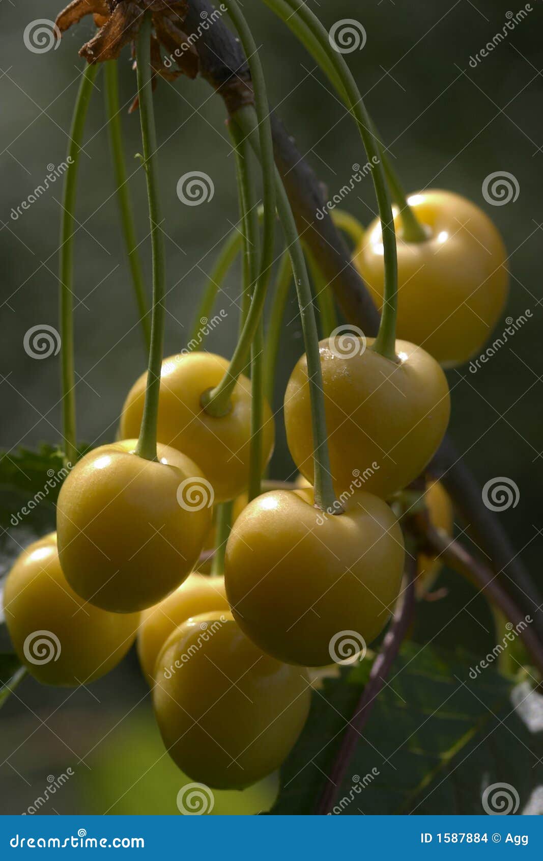 Yellow cherry stock photo. Image of green, stem, tree - 1587884