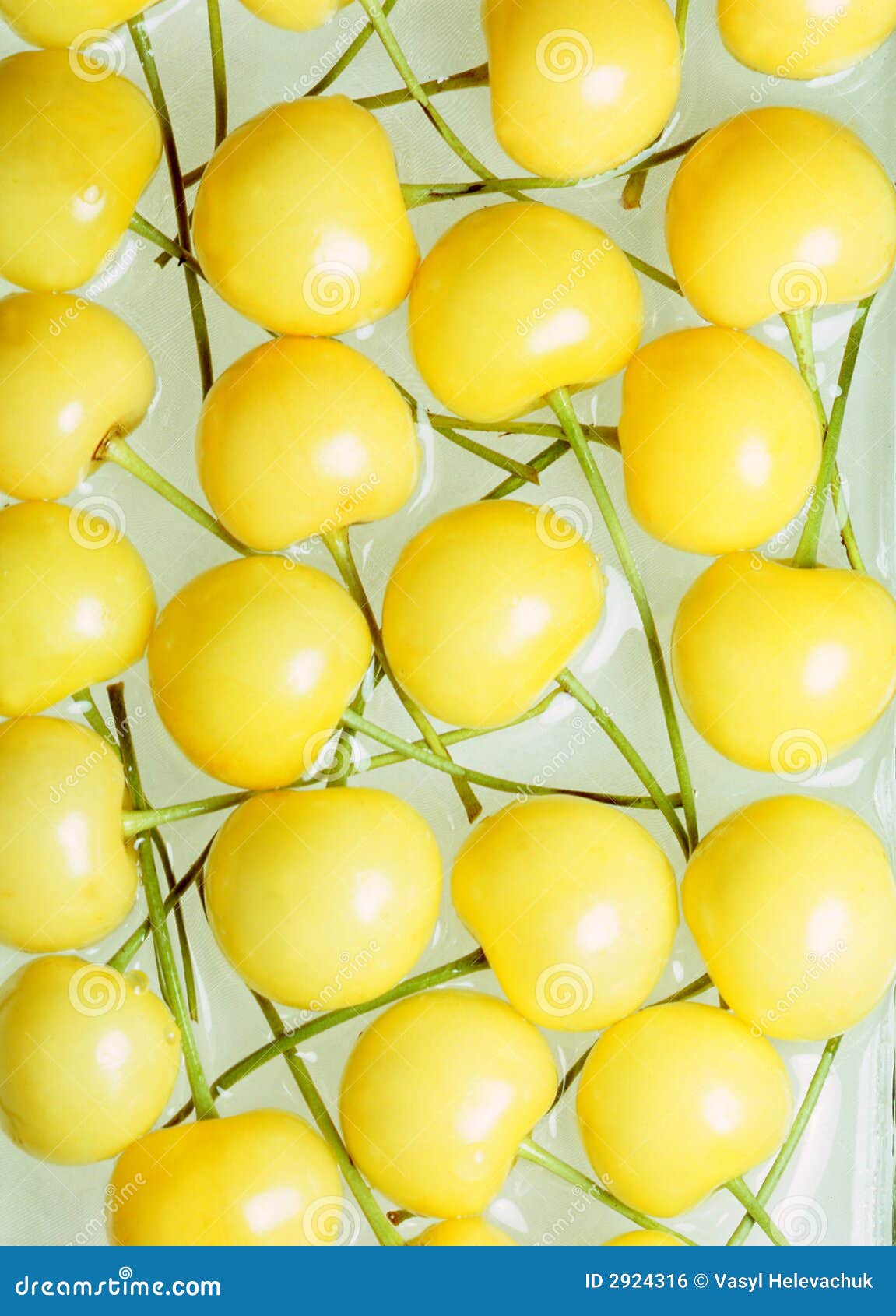 Yellow cherry stock photo. Image of farming, healthy, cherry - 2924316