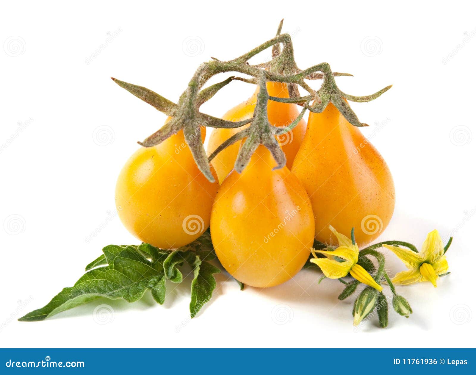 Yellow cherry tomato stock photo. Image of vegetable - 11761936