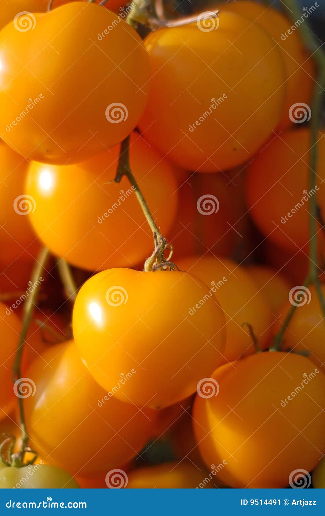 Yellow cherry tomato stock image. Image of natural, delicious - 9514491