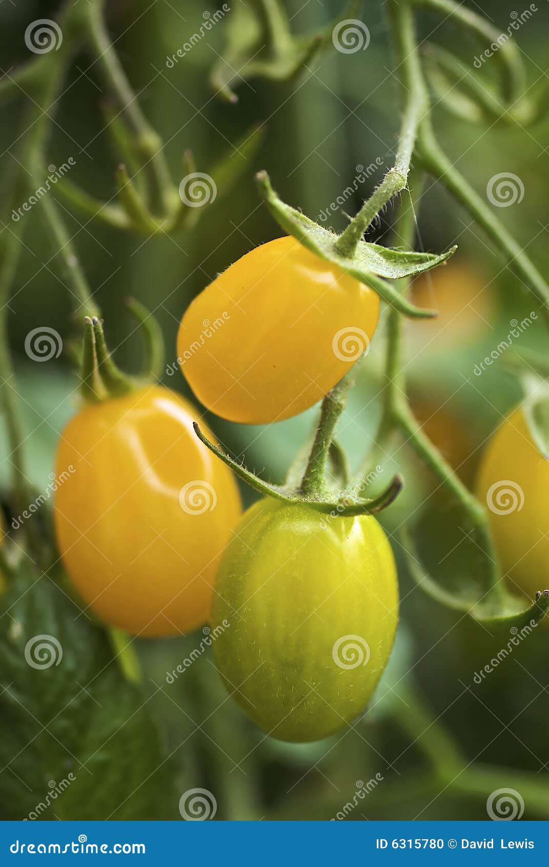Yellow cherry tomatoes stock photo. Image of patch, ingredients - 6315780