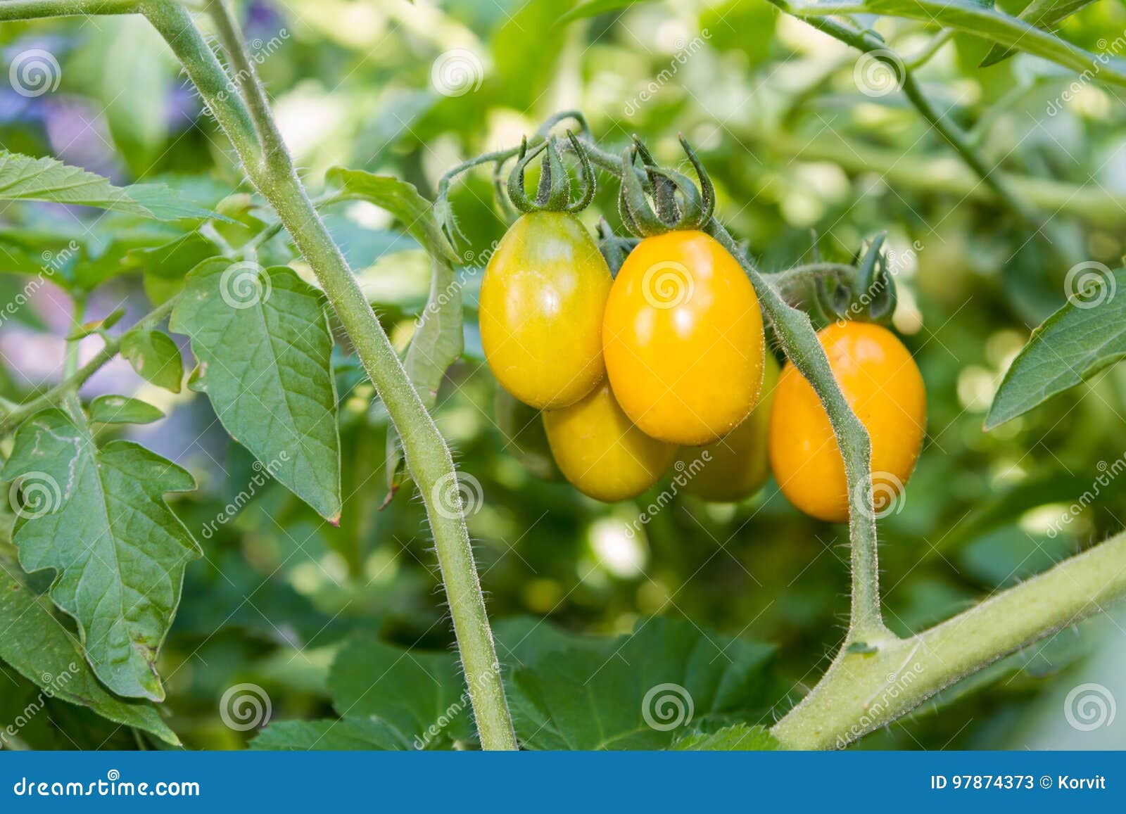 Yellow cherry tomatoes stock image. Image of color, bunch - 97874373