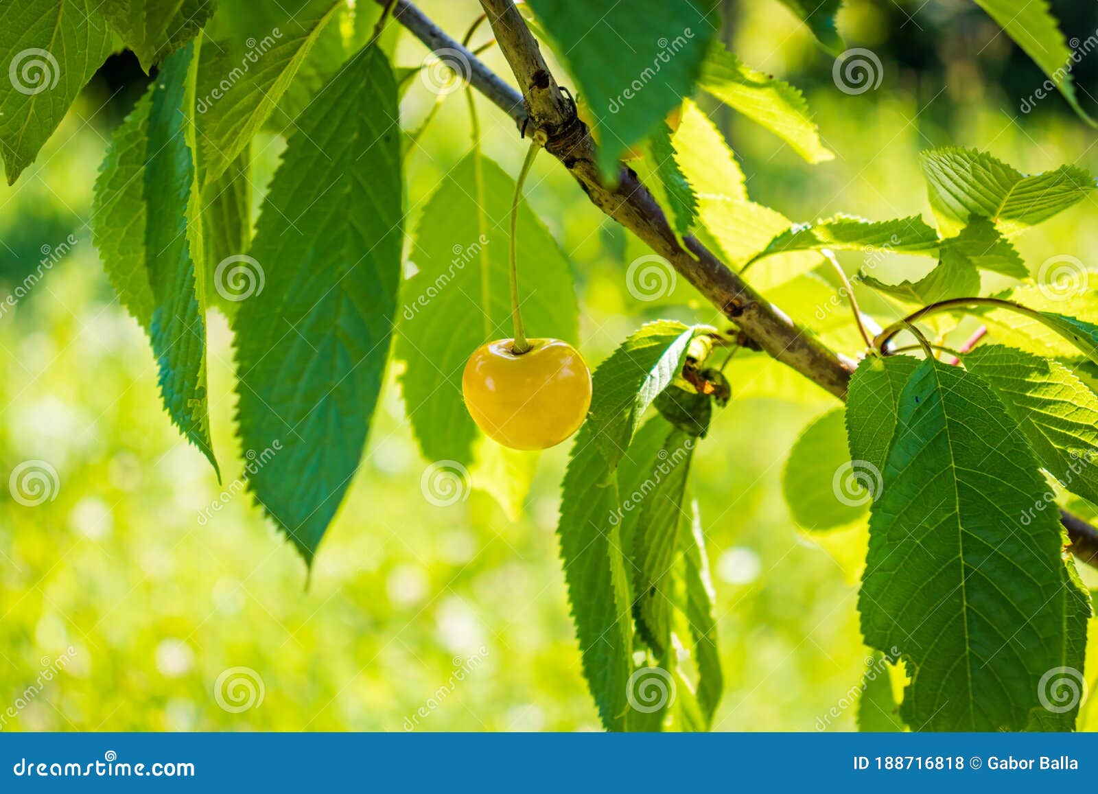Yellow cherry tree stock photo. Image of sour, romantic - 188716818