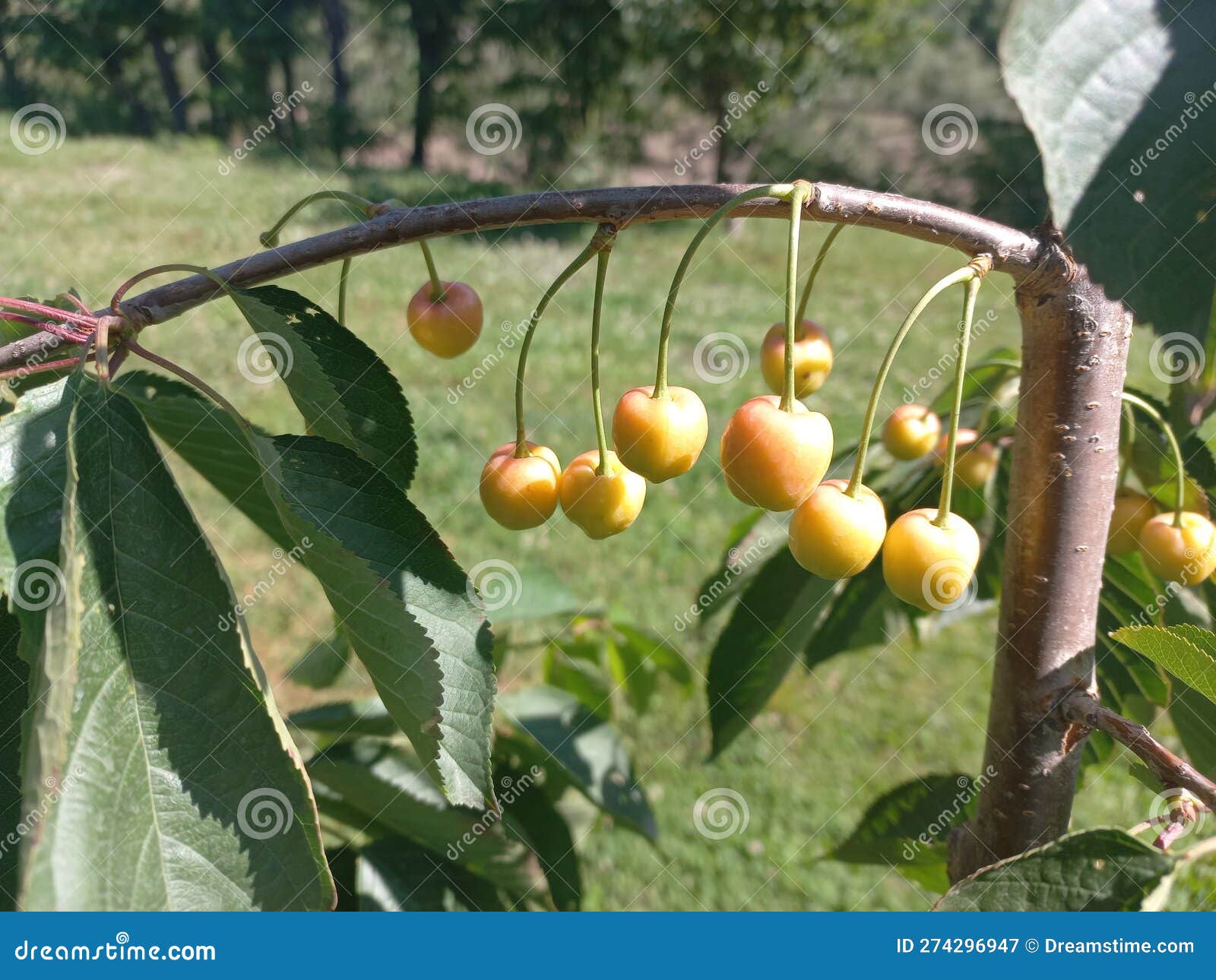 Yellow Cherry Tree Pakistan Stock Image - Image of cherry, pakistan ...